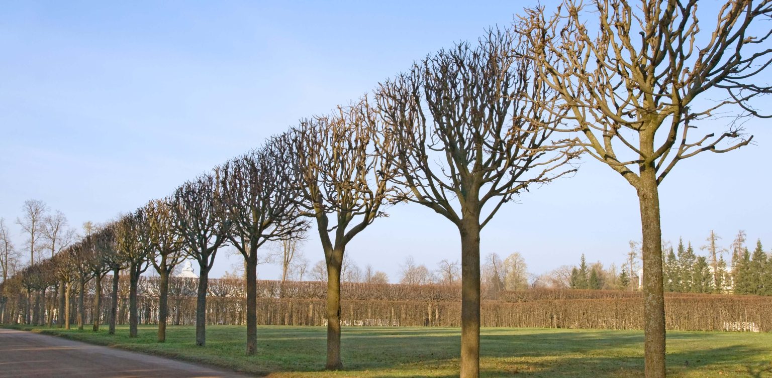 TREE TOPPING – Chainsaw Tree Service